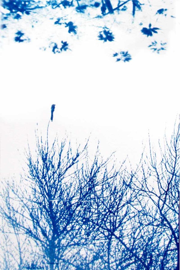 Solitie – Cyanographie